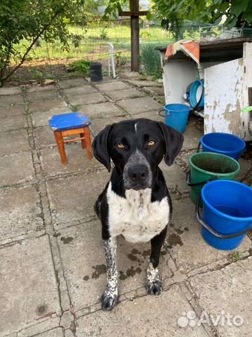 Метис курцхаара в добрые руки