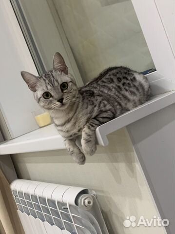 Бенгальская кошка