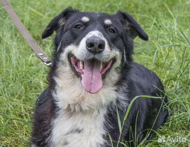 Славный пес страдает в приюте