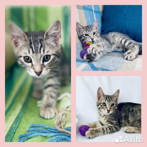 Красивый котик Полосатик ищет дом