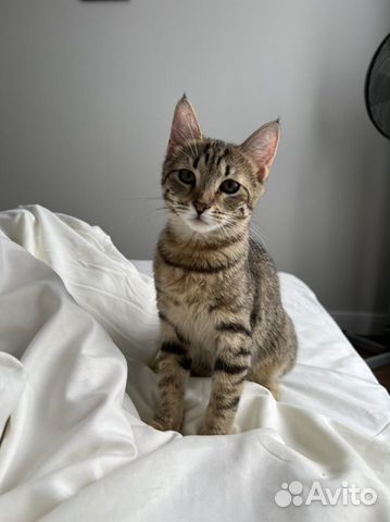 Молодая кошечка котенок 5 месяцев