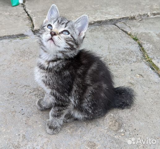 Малышка девочка-котёночек в добрые руки