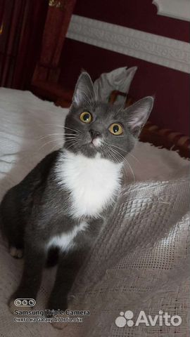 Кошки