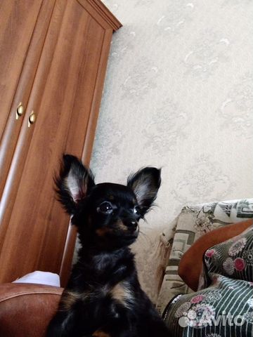 Продам щенка