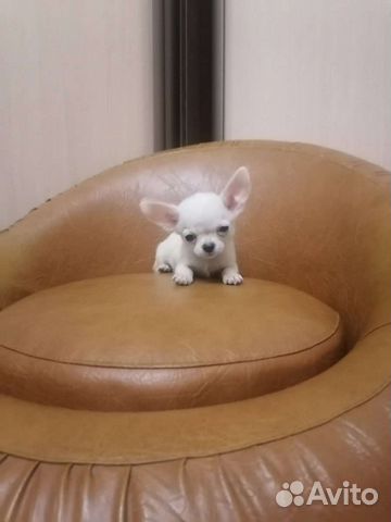 Щенки чихуахуа большой выбор