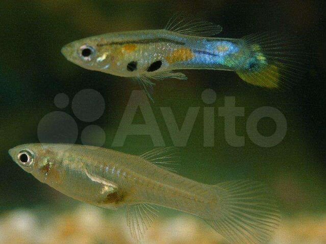Аквариумные рыбки. Гуппи обыкновенные. Рыбки. Гупп