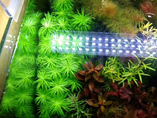 Тонина Белем