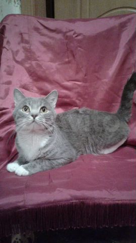 Британский котенок 12мес мальчик Лаки