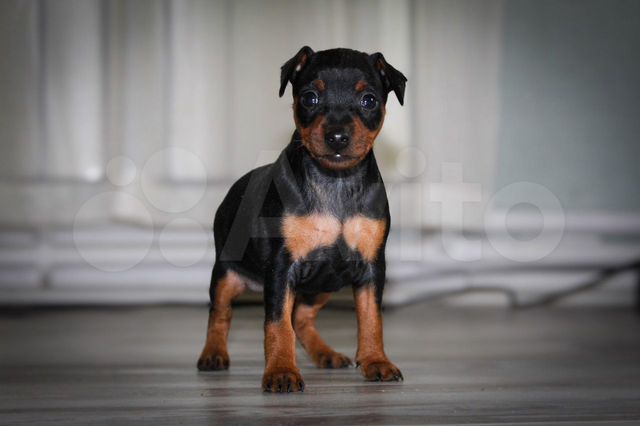 Пинчирята из Питомника