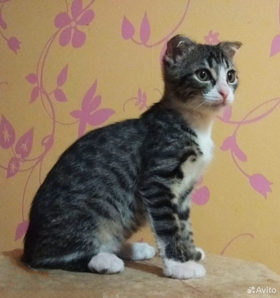 Котенок в добрые руки