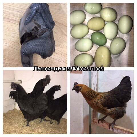 Лакеданзи/Ухейлюй инк.яйцо, цыплята