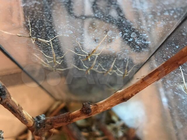 Палочник Аннамский