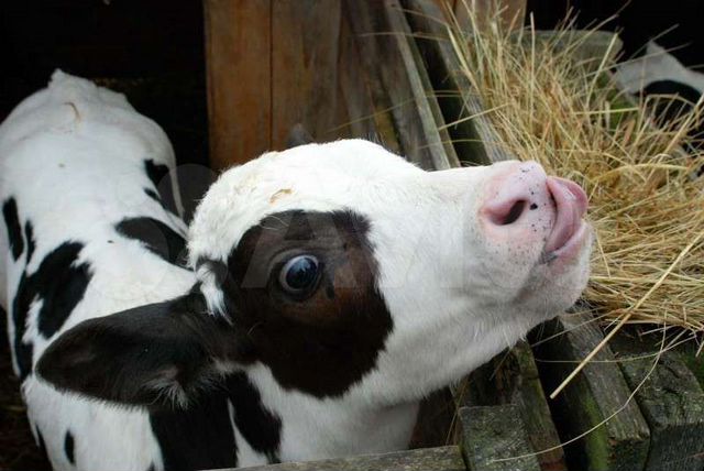 Продаю телёнка (бычок)