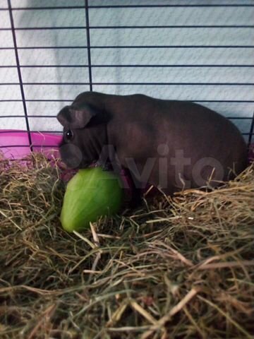 Морская свинка скинни