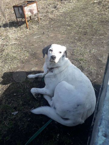 Кокер. Далматинец