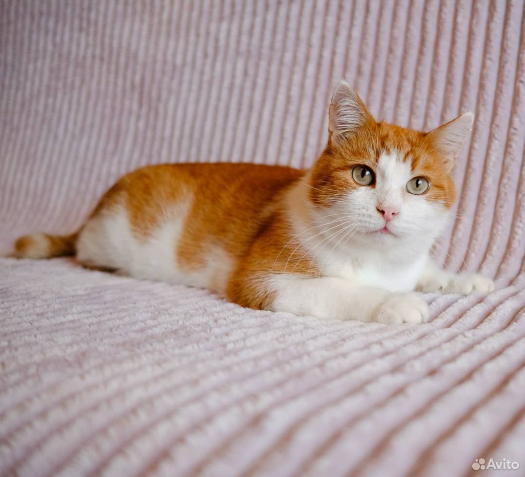 Пирожок ждёт тебя