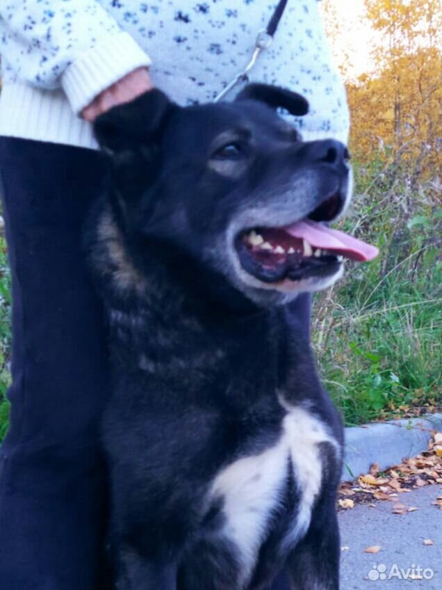 Джекки Чанг его призвание - любить и охранять