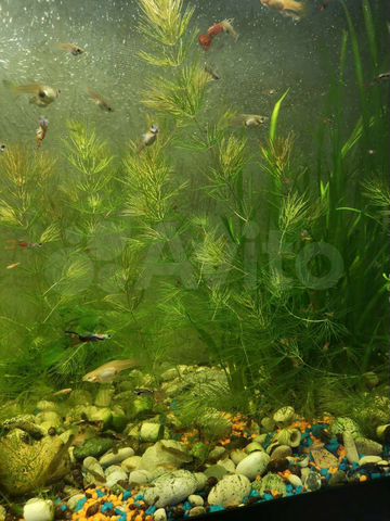 Аквариумное растение