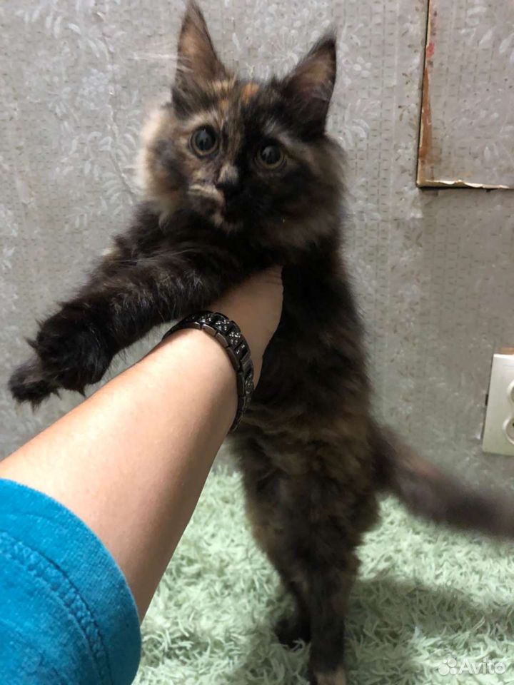 Котенок девочка Сима 2 мес