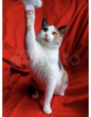 Трехцветная кошка Василиса 1 год и 2 мес. в дар