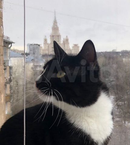 Кот смокинг для вязки
