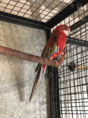 Молодые красные розеллы