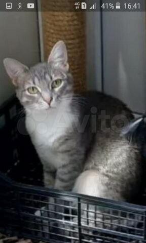 Кошечка Мишель ищет дом