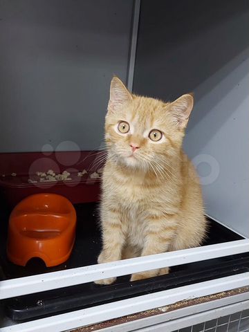 Чудо природы - Эксклюзивный котик