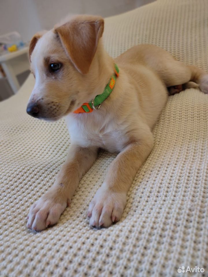 Щенок (мальчик. 2,5 месяца) в добрые руки