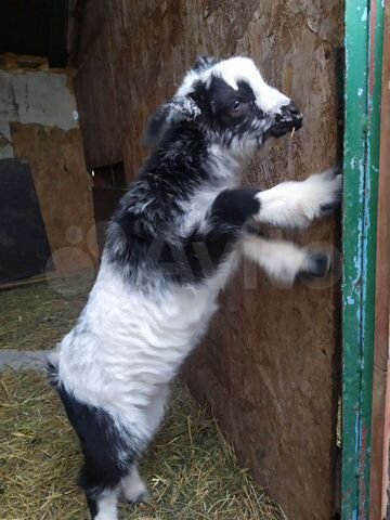 Смесь козочка