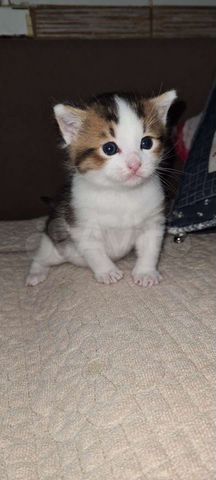 Абиссинский котенок