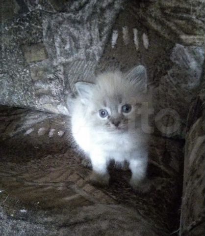 Кот сиамец альбинос