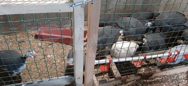 Цесарки самцы