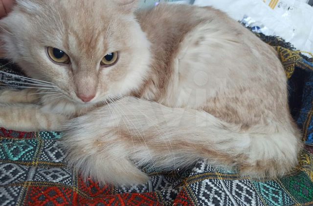 Ласковый котик