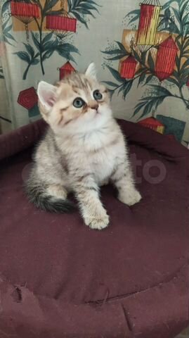 Шотландская scottish straight