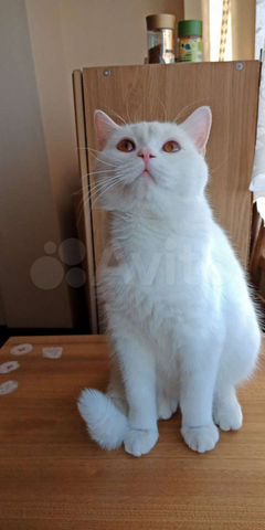 Британский котик