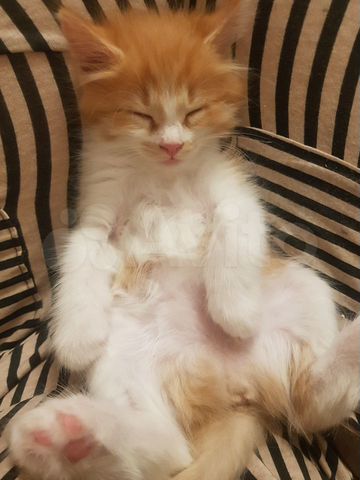 Отдам котенка в добрые руки