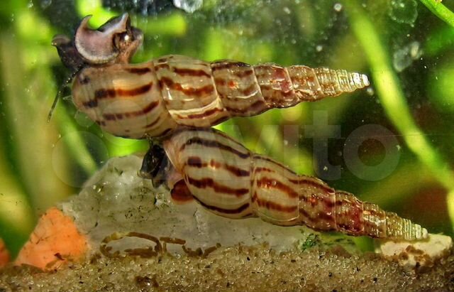 Улитки мелании