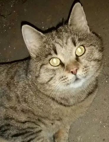 Кошка