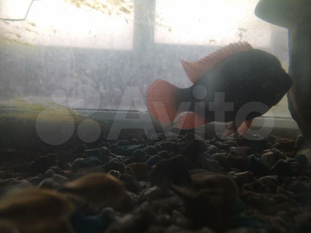 Хромис красавец мальки