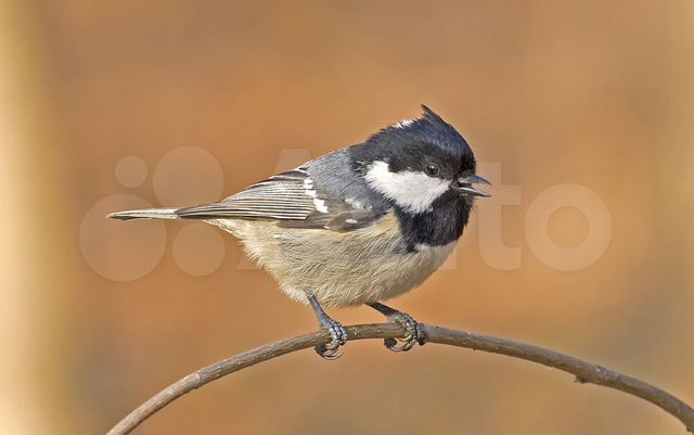 Певчие птицы