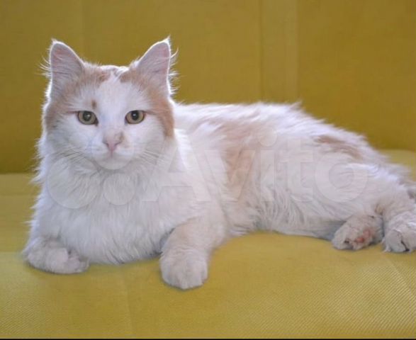 Кошка и кот Соломон и Скарлет ищут дом.приходится