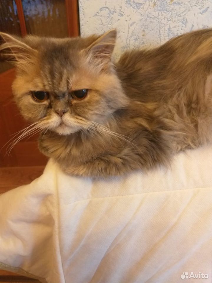 Экзотическая кошка