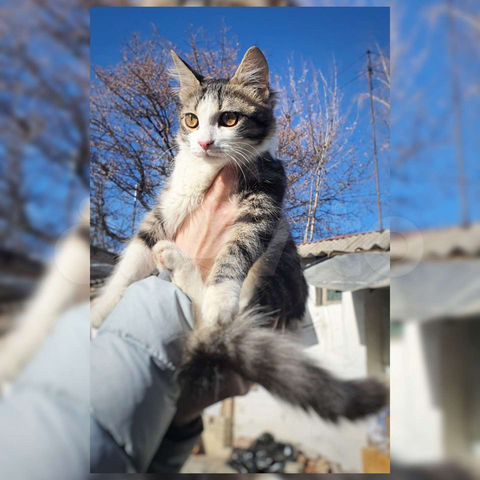 Котик Нафаня в добрые руки