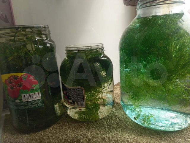 Растения для аквариума