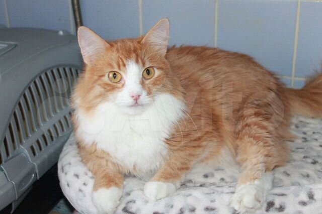 Пушийстый рыжий Лисёнок ищет дом