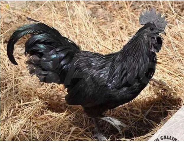 Петух ухейилюй