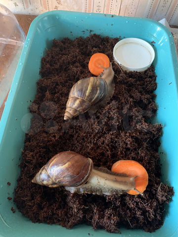 Улитки Ахатин