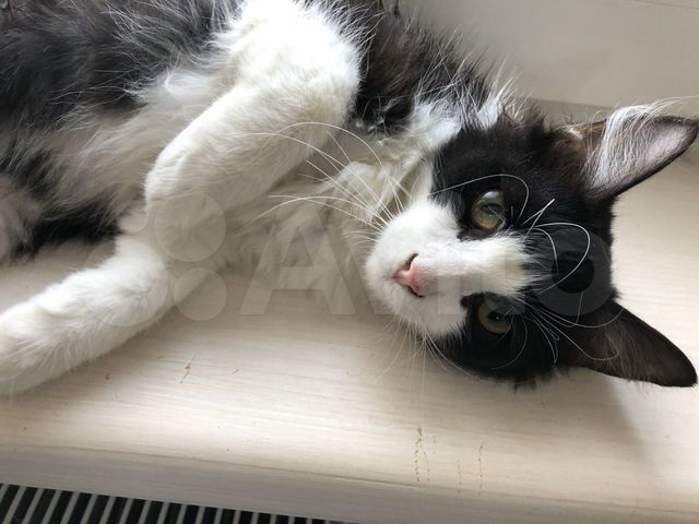 Котенок Пирожок ищет дом