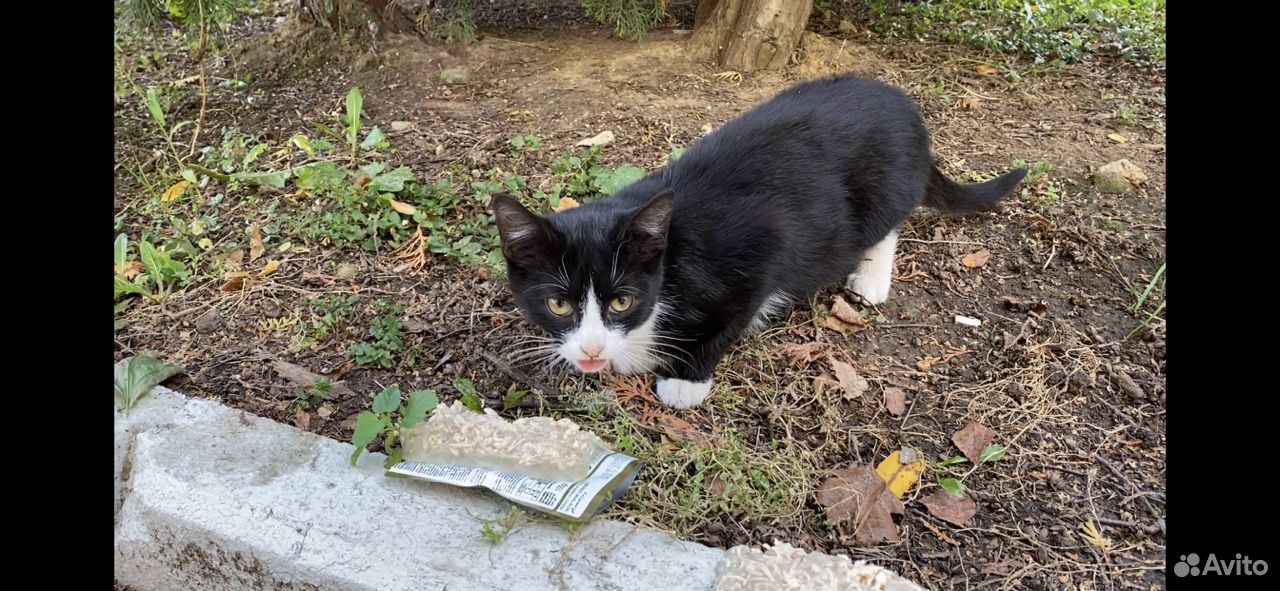 Котёнок
